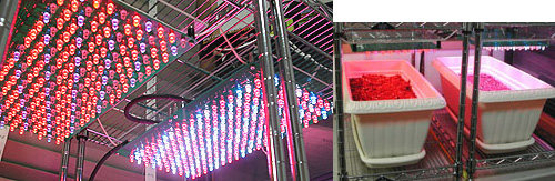 Make: Japan | LEDでおいしい野菜を作る